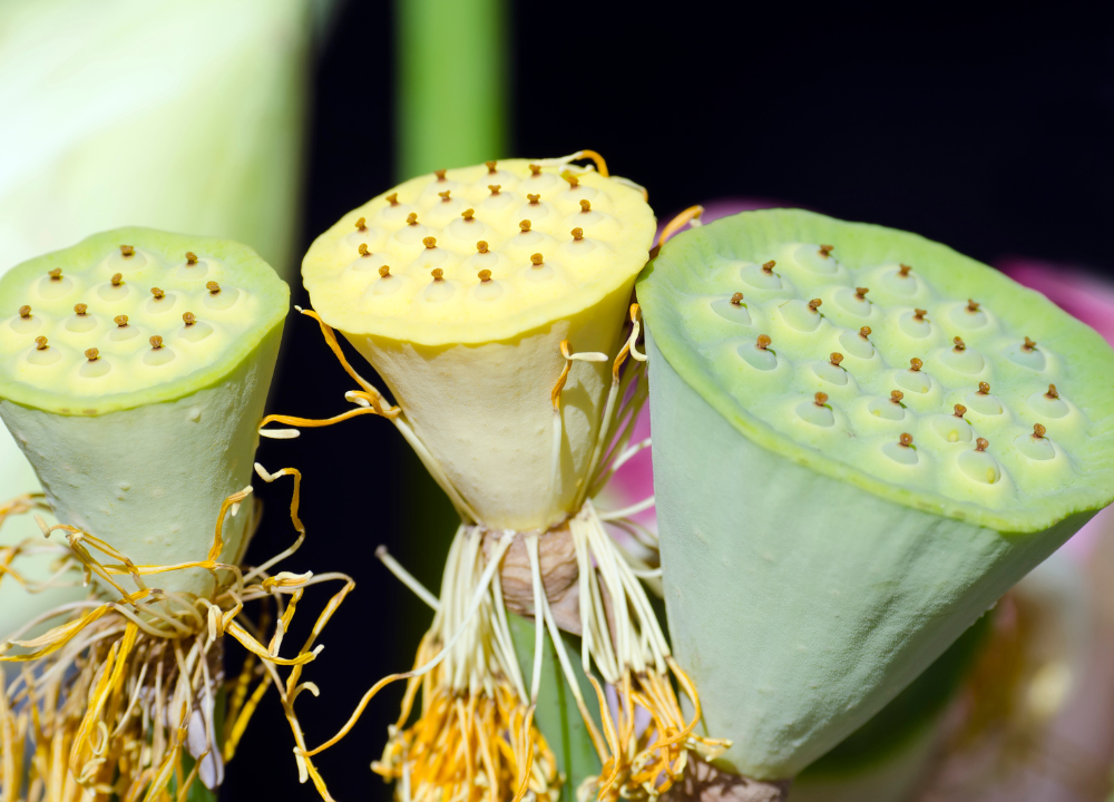 Lotus Pods in Herbal Medicine: Uses, Benefits, and Precautions - Elite ...
